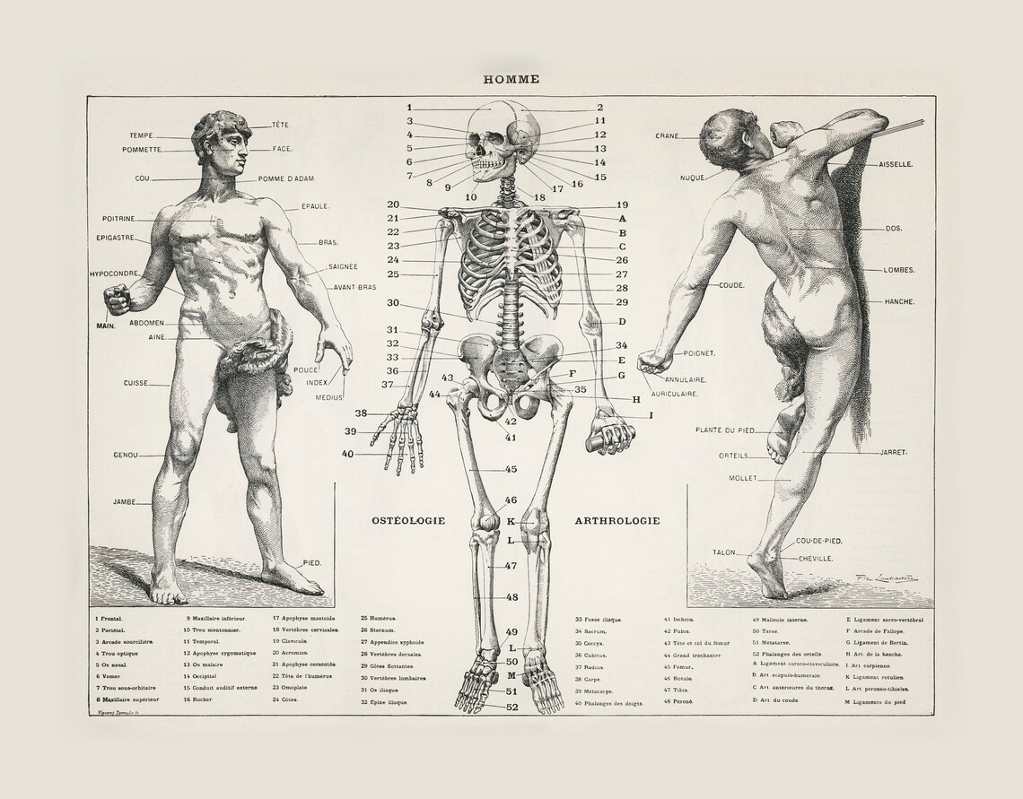 Human Body Neuroscience Skeletal Anatomy Antique Old Vintage - Etsy
