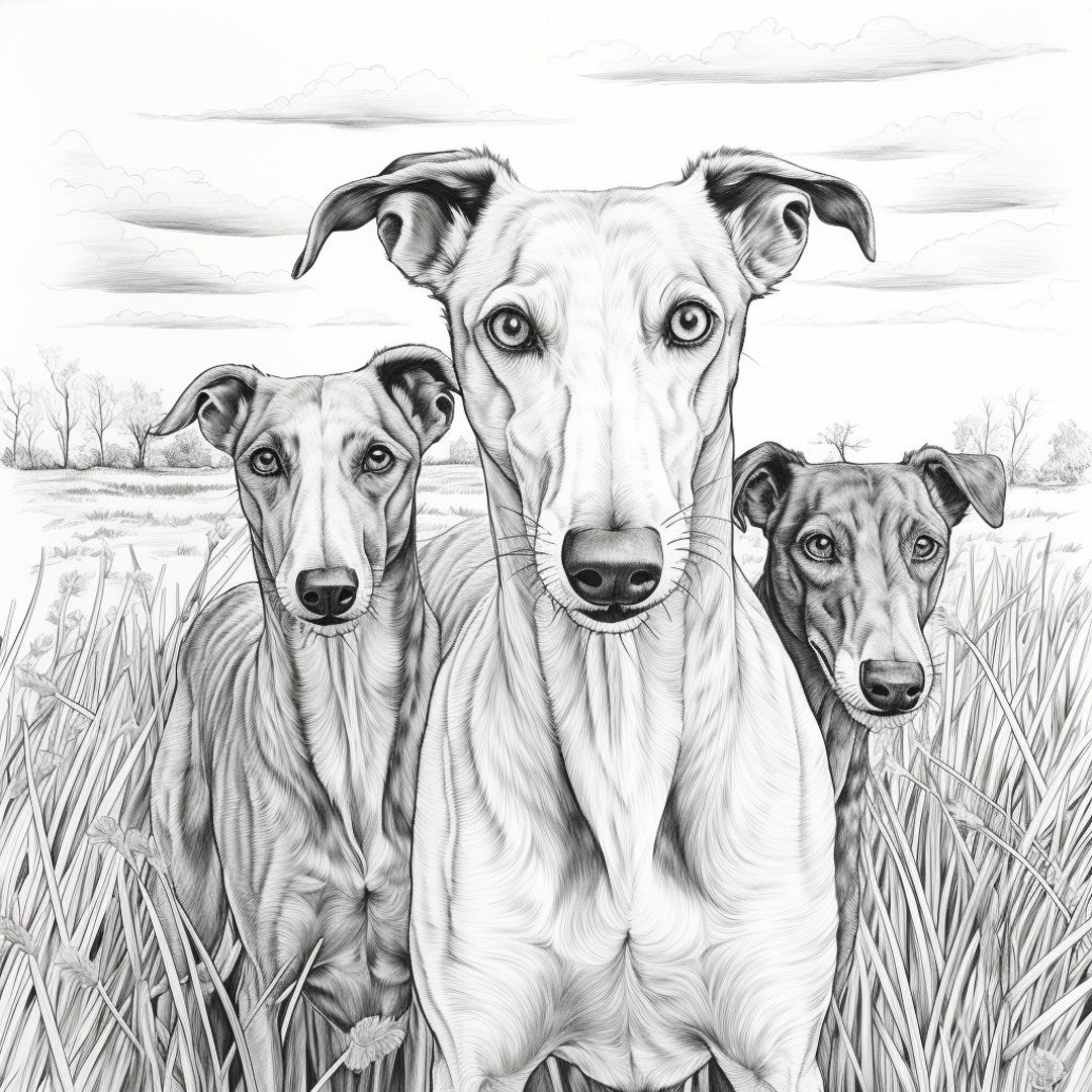 Greyhound Dog Colouring in Sheet 2 - Etsy