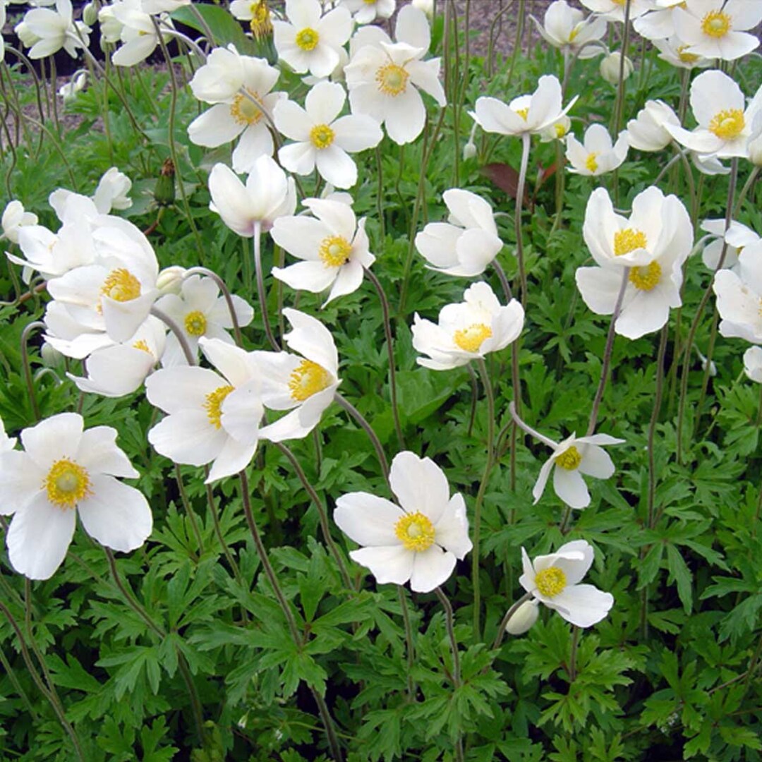Anemone Sylvestris Snow White 1L Hardy Perennial Outdoor Spring ...