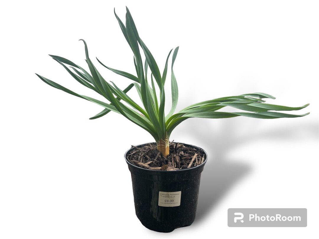 Eremurus Romance Foxtail Lily Hardy Perennial 2L Potted Plant Loved by ...