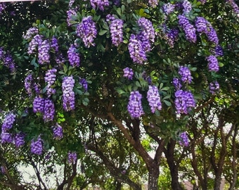 10 Texas Mountain Laurel Tree and Shrub Seeds. Beautiful Purple ...