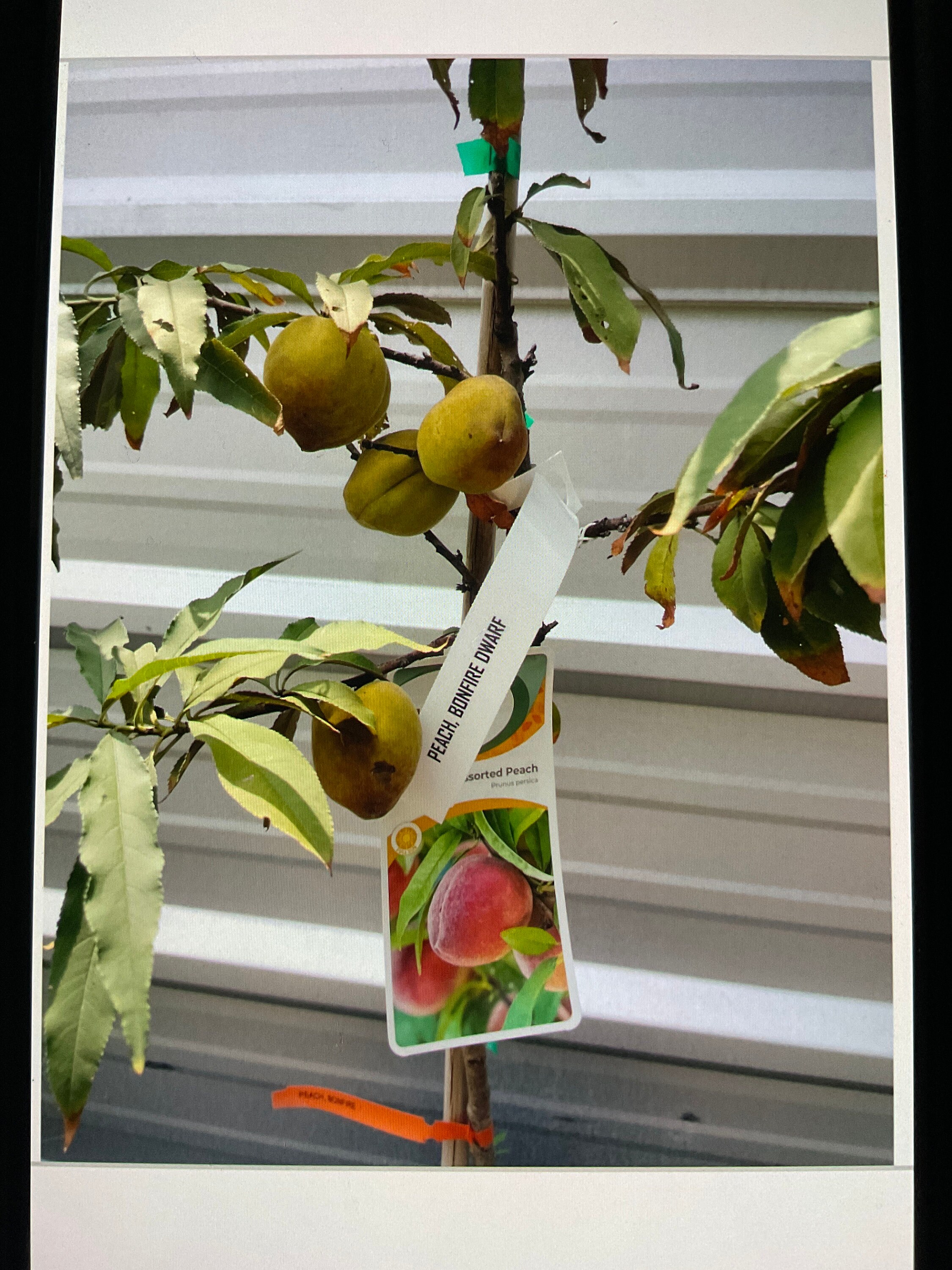 Dwarf Fruit Trees Peach
