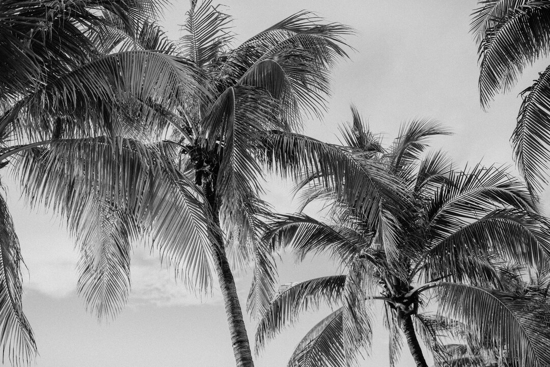 Palm Trees in Paradise - Etsy