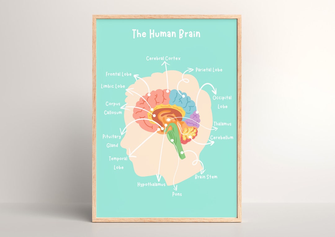 Simple Human Brain Anatomy Poster for Kids | Psychology, Science ...