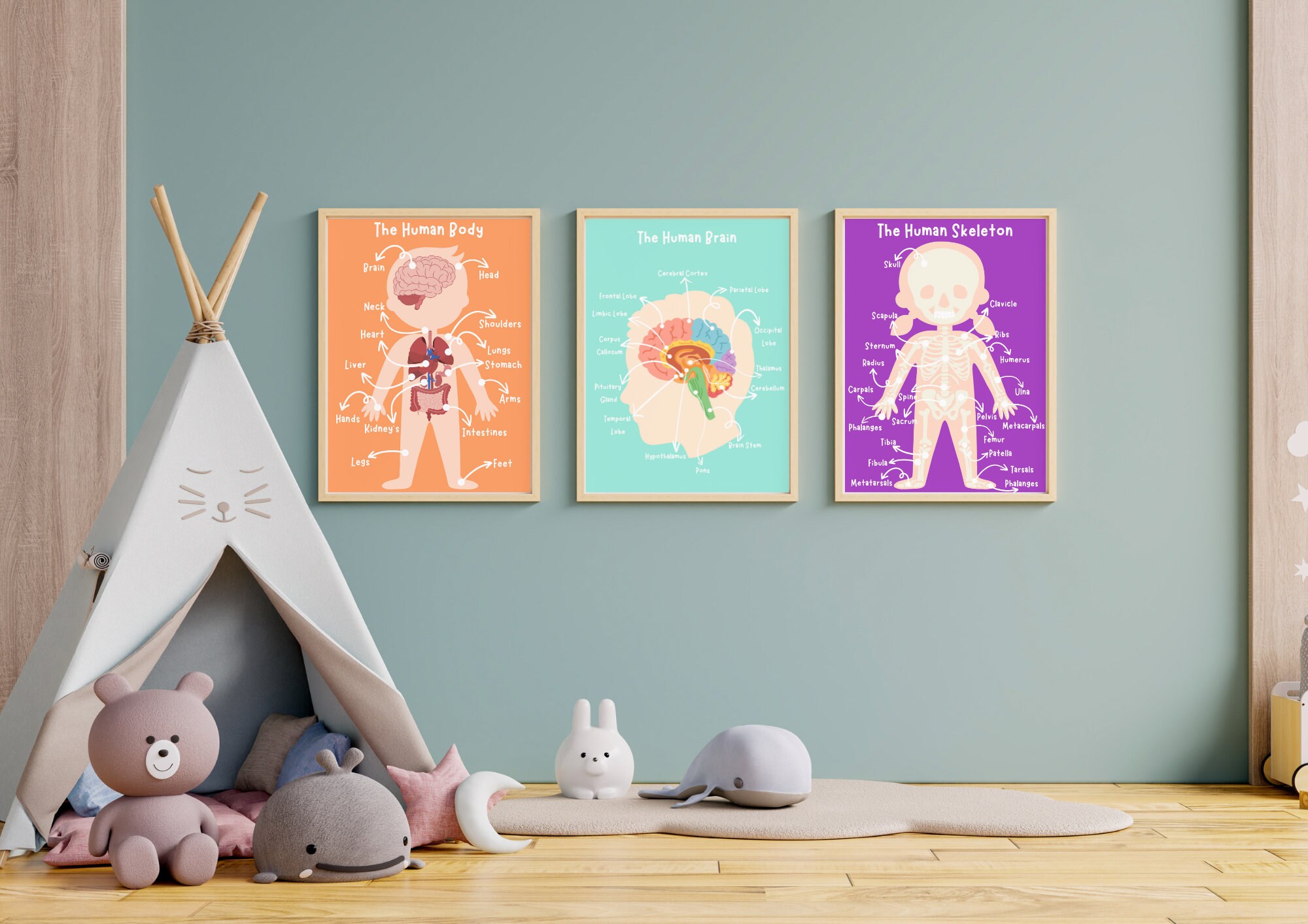 Simple Human Skeleton Anatomy Poster for Kids Nursery Kindergarten ...