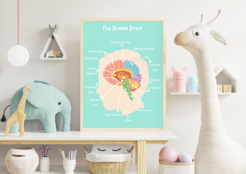 Simple Human Brain Anatomy Poster for Kids Psychology, Science Posters ...