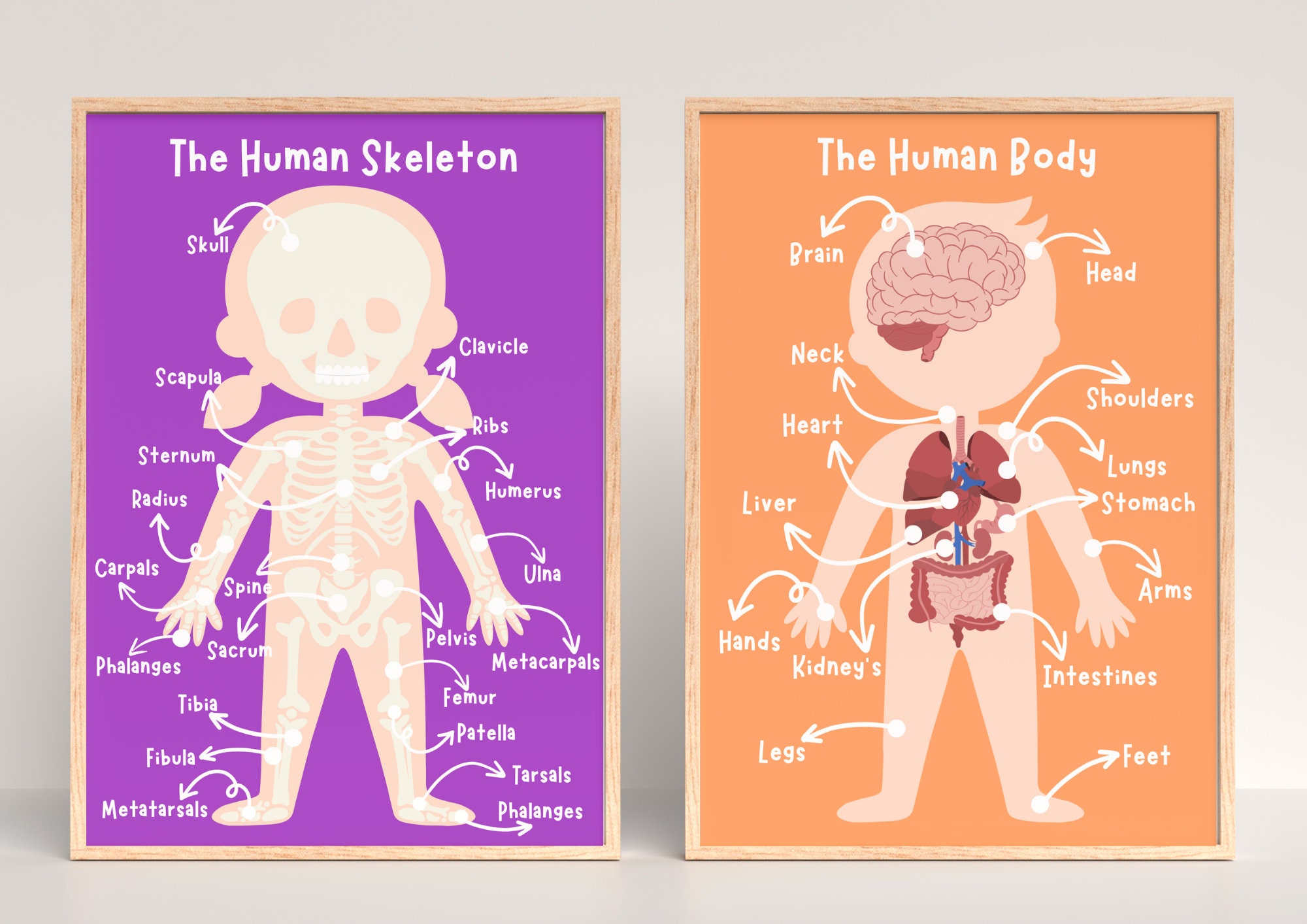 Simple Human Skeleton Anatomy Poster for Kids Nursery Kindergarten ...