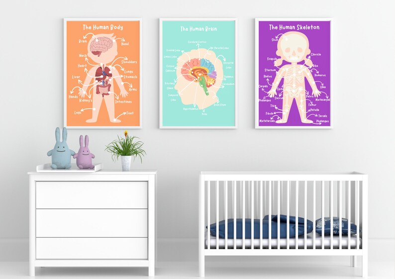 Simple Human Skeleton Anatomy Poster for Kids Nursery Kindergarten ...