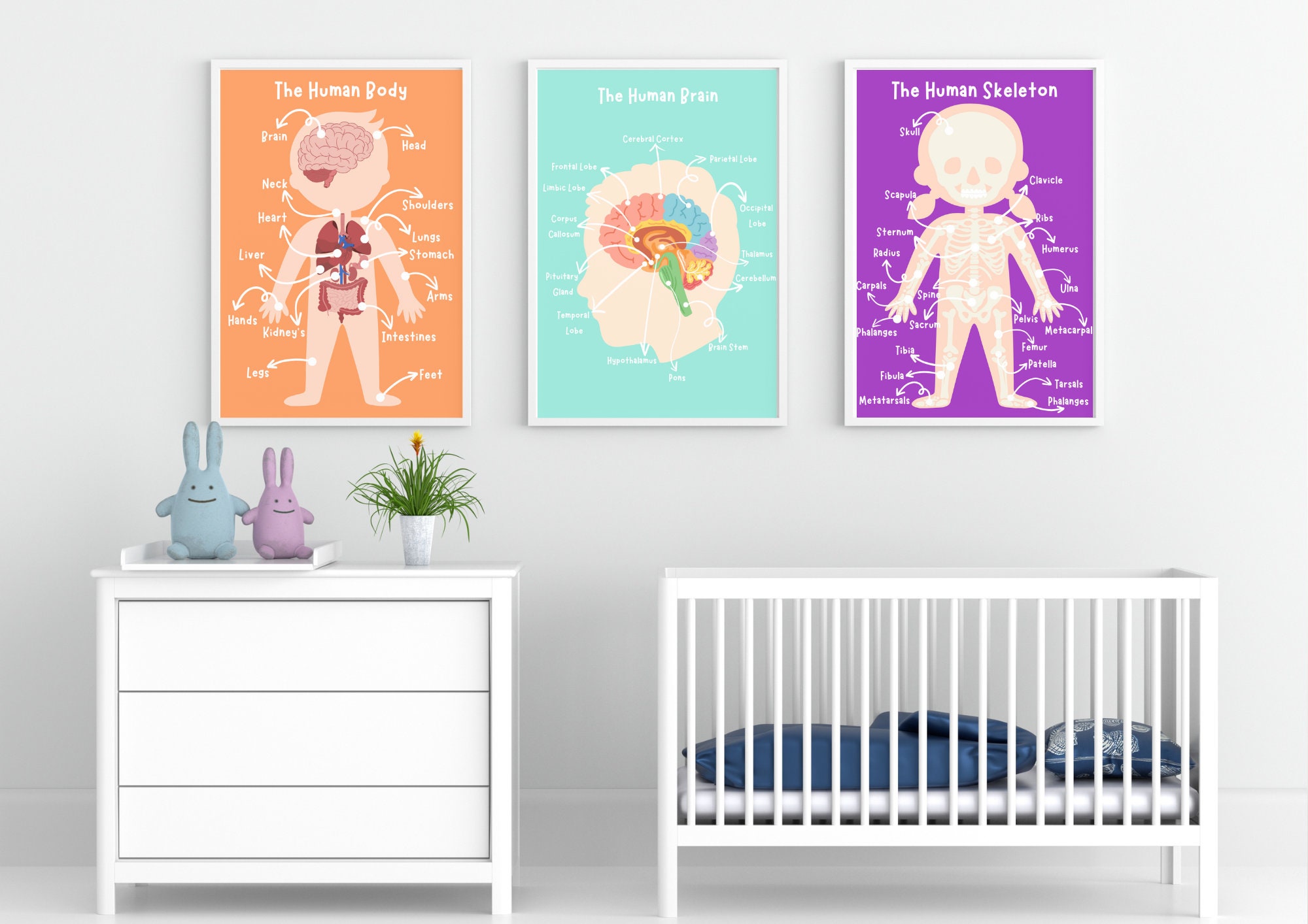 Simple Human Skeleton Anatomy Poster for Kids Nursery Kindergarten ...