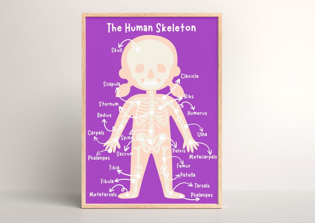 Simple Human Skeleton Anatomy Poster for Kids | Nursery Kindergarten ...