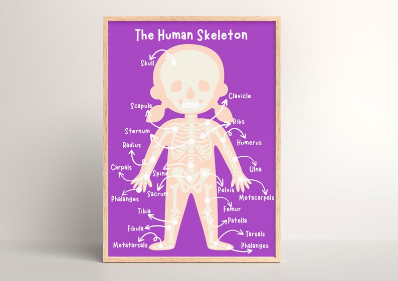 Simple Human Skeleton Anatomy Poster for Kids Nursery Kindergarten ...