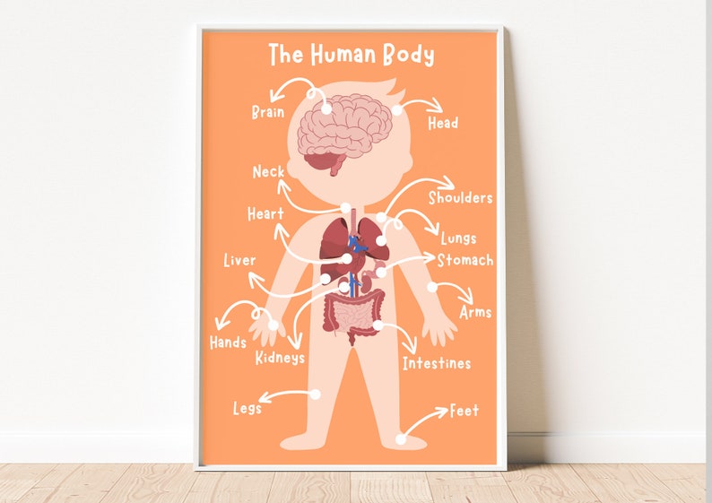 Simple Human Body Anatomy Poster for Kids | Nursery Kindergarten ...