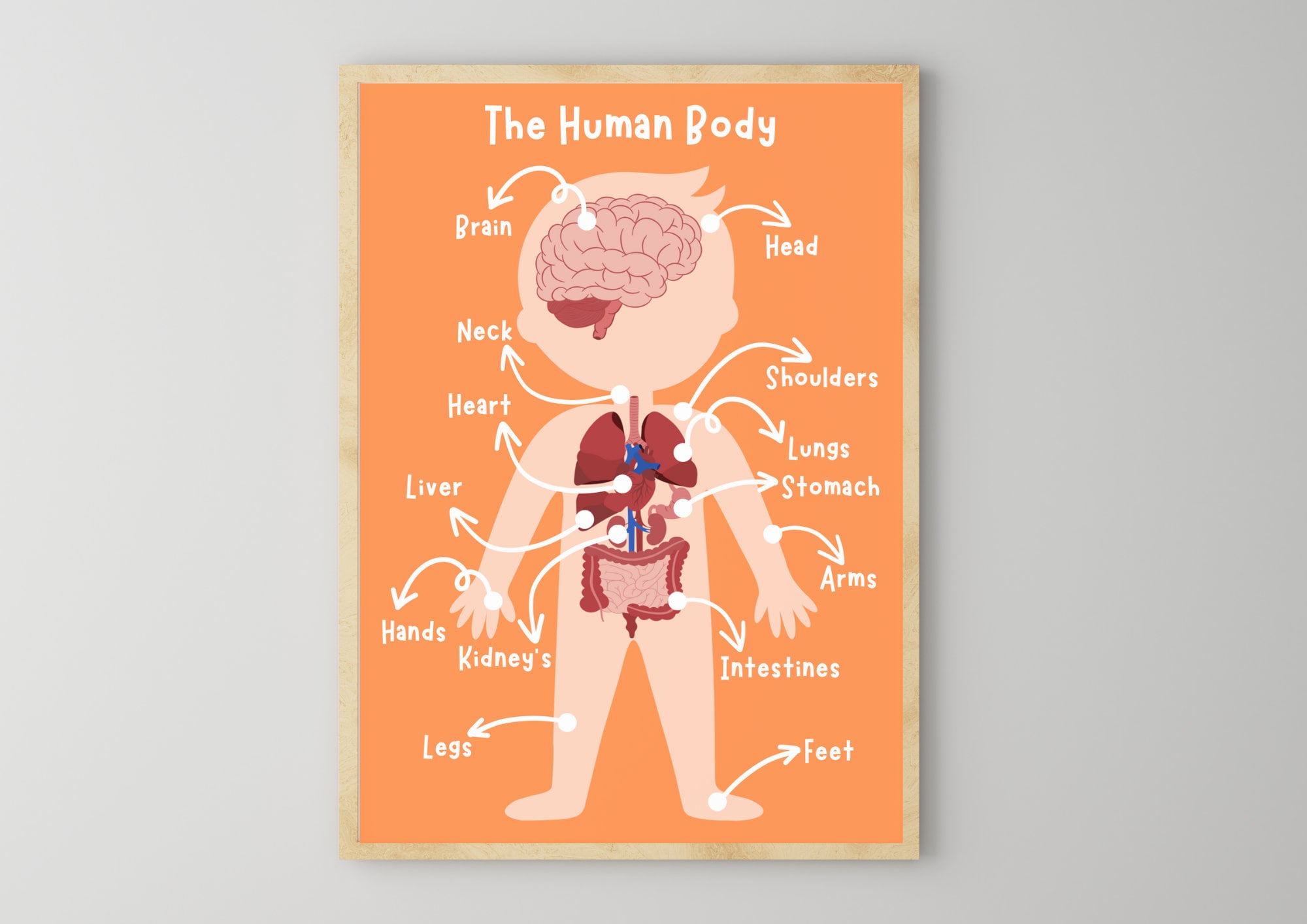 Simple Human Body Anatomy Poster for Kids Nursery Kindergarten ...