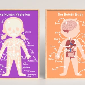 Simple Human Body Anatomy Poster for Kids | Nursery Kindergarten ...