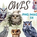 OWL CLIPART Set, Digital Owl Images, Bird Designs, Printable Owl Art ...