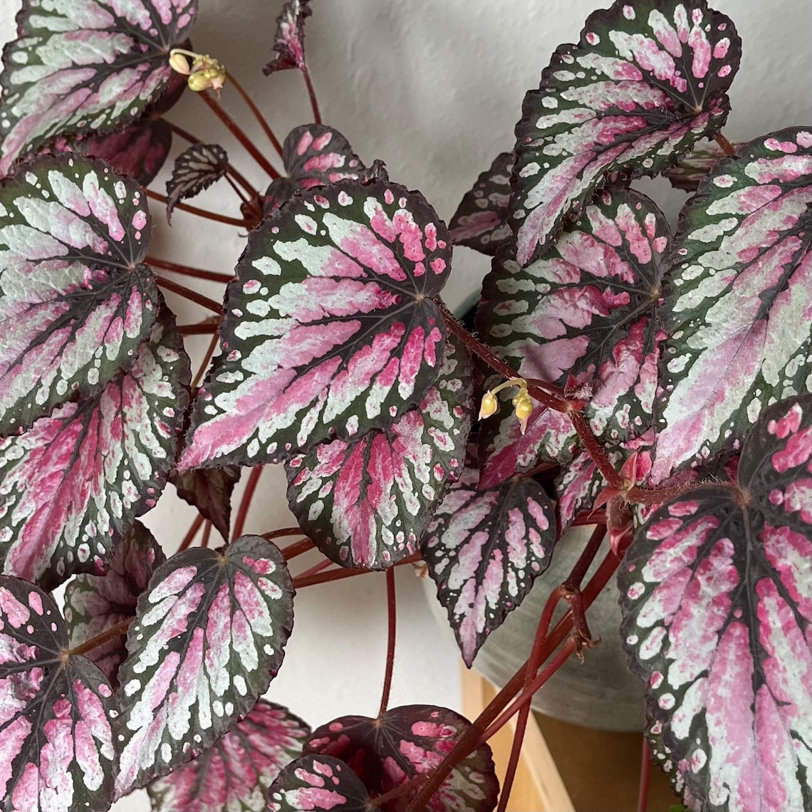 Begonia Rex - Stem Cutting - Etsy