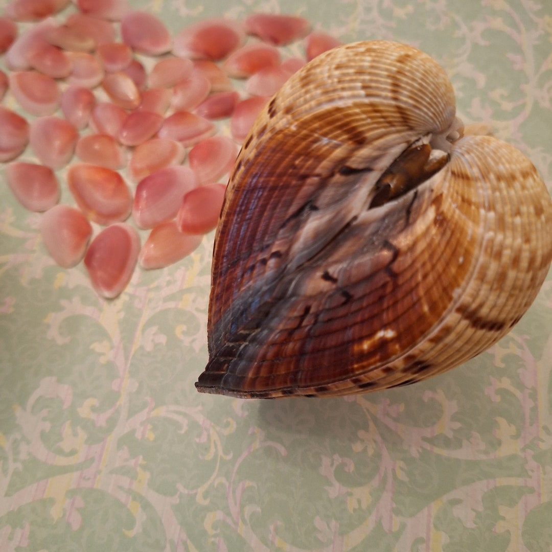 Hinged Atlantic Giant Heart Cockle Set / Mother's Day Gift - Etsy
