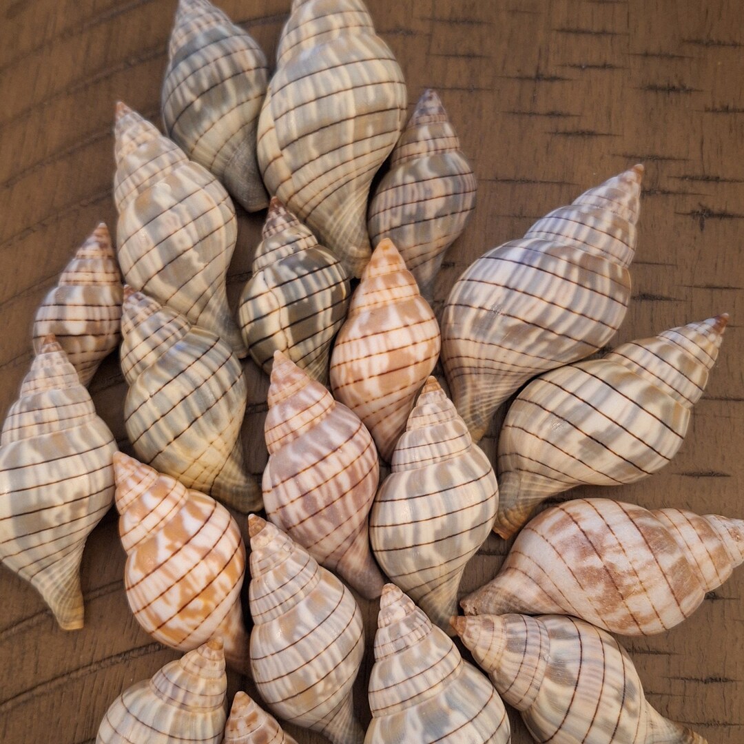 15 Banded Tulip Shells / Seashells - Etsy