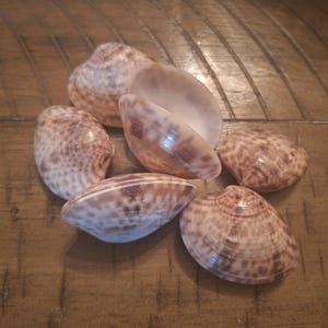 25 Calico Clam Shells / Seashells - Etsy