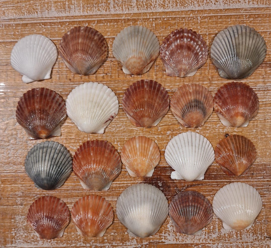20 Large Scallop Shells / Seashells / Bulk / Crafts - Etsy