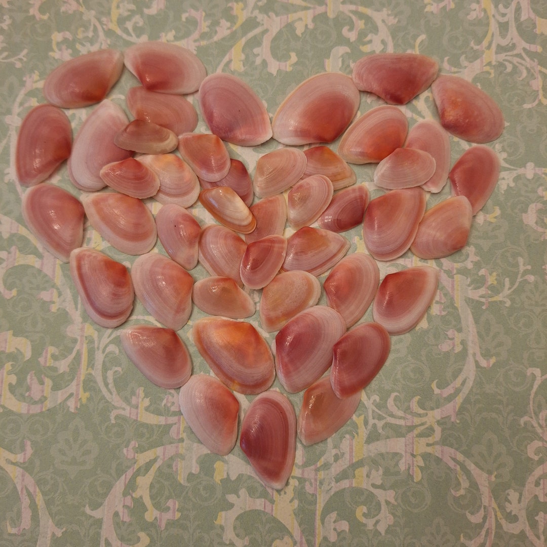 10 Rose Petal Tellin Shells / Seashells Apple Blossom Rose Cup - Etsy