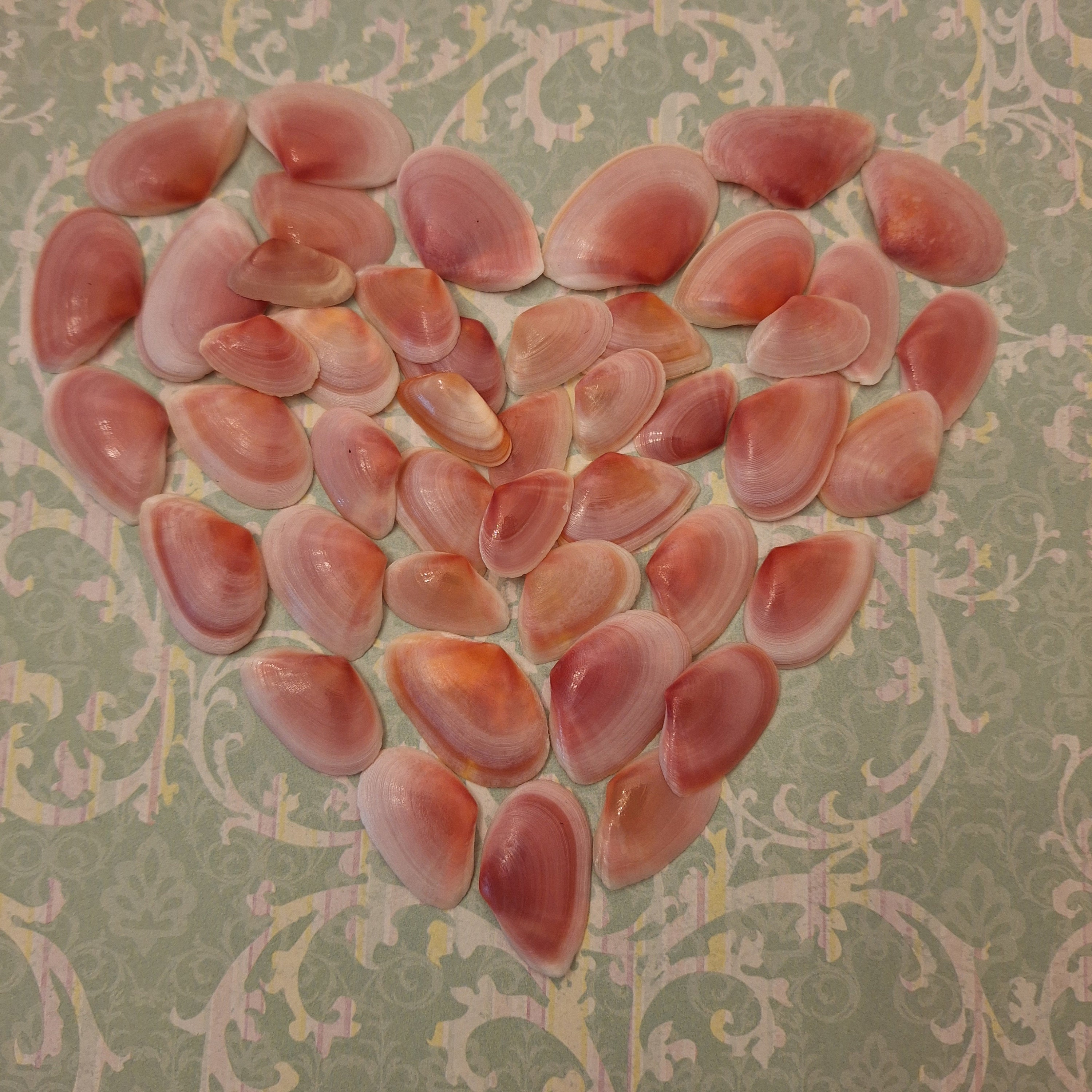 10 Rose Petal Tellin Shells / Seashells Apple Blossom Rose Cup - Etsy