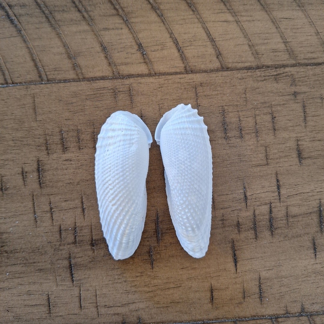 Small Angel Wing Shell Pair / Seashells / Mother's Day Gift - Etsy