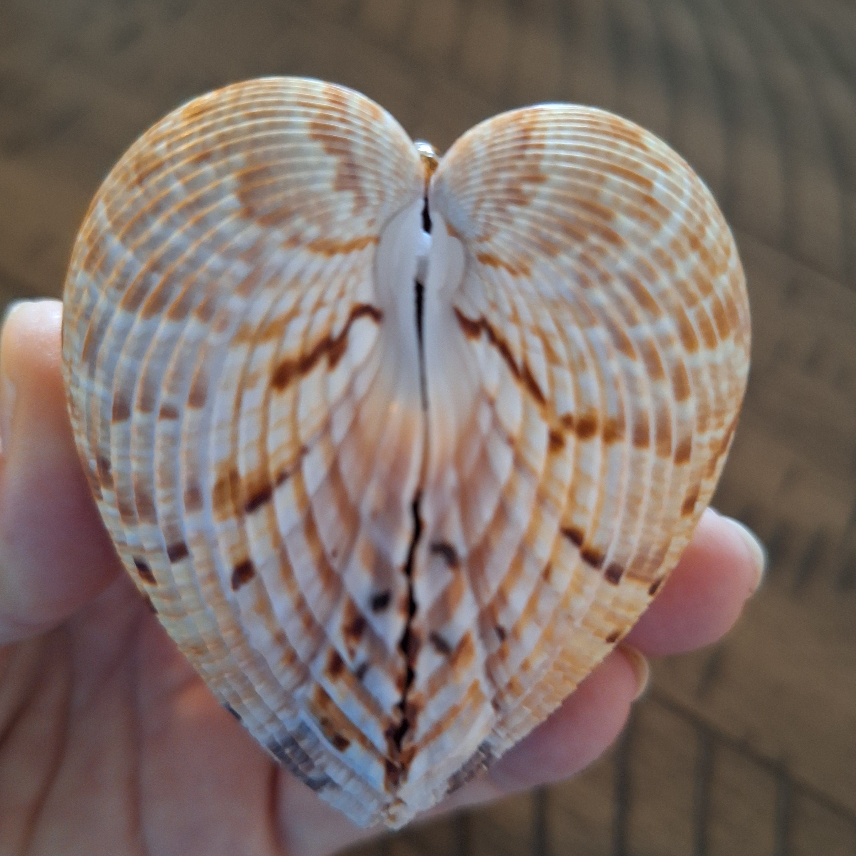 Hinged Atlantic Giant Heart Cockle Set - Etsy