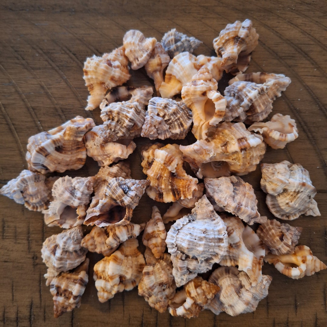 15 Apple Murex Shells / Seashells - Etsy