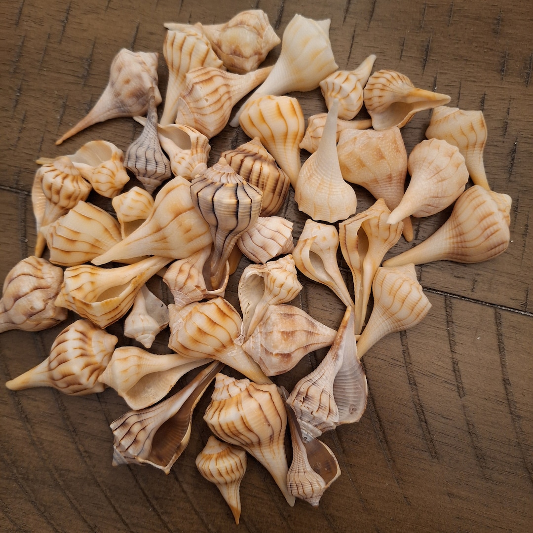 20 Small Lightning Whelk Shells / Seashells - Etsy