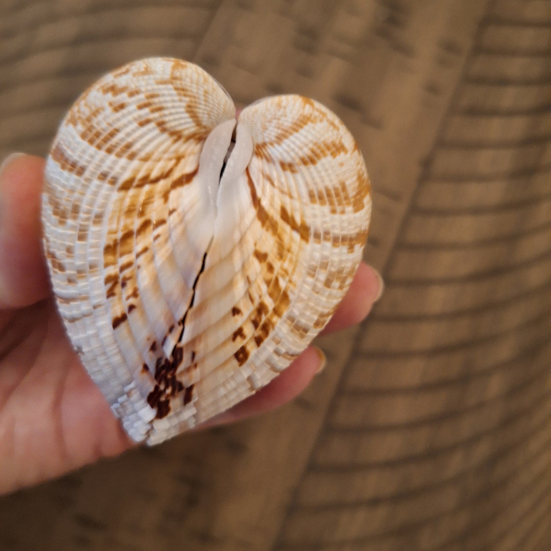 Unhinged Atlantic Giant Heart Cockle Shell Set / Seashells - Etsy