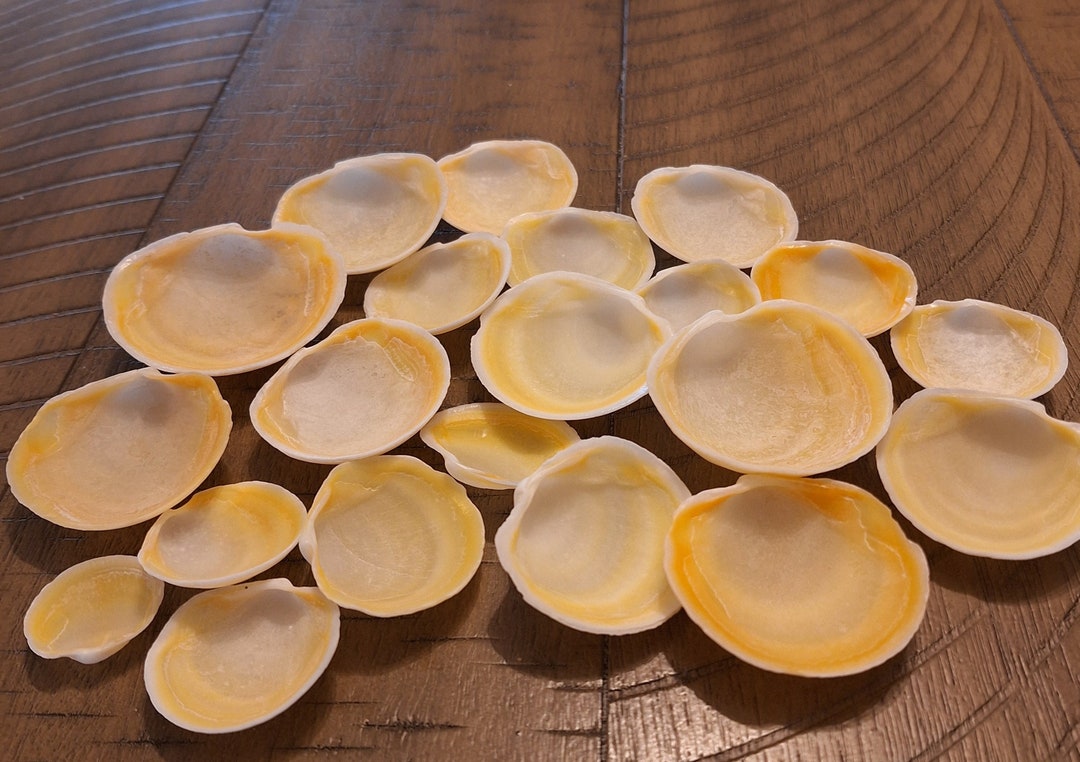 20 Buttercup Lucine Shells / Seashells - Etsy