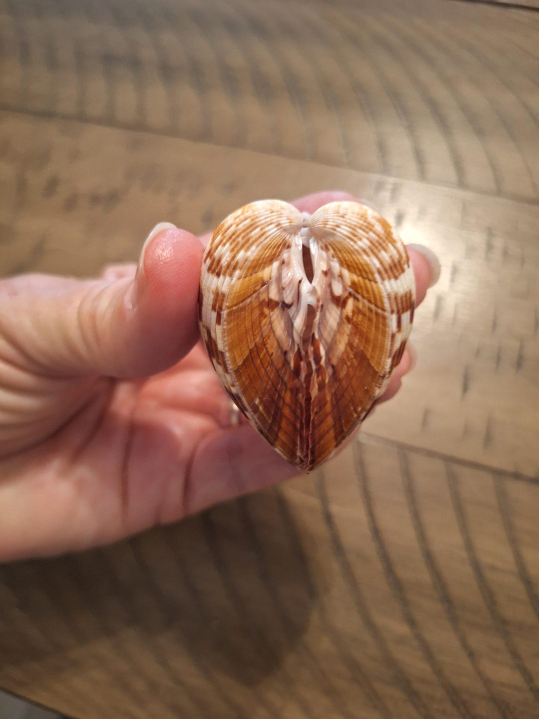 Small Unhinged Atlantic Giant Heart Cockle Shell Set / Seashells - Etsy