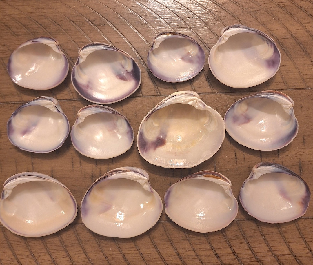 12 Medium Purple Tinged Quahog Clam Shells / Seashells - Etsy