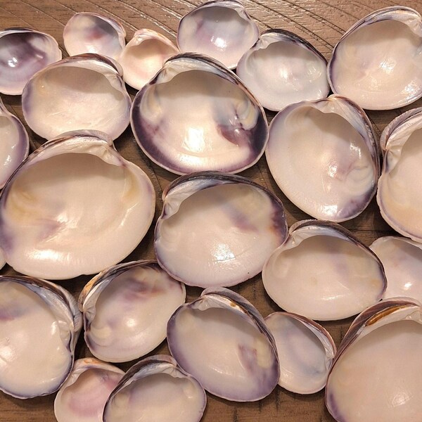 Quahog Shell - Etsy