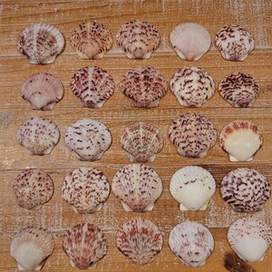 25 Extra Large Calico Scallop Shells / XL Seashells / Bulk / Crafts - Etsy