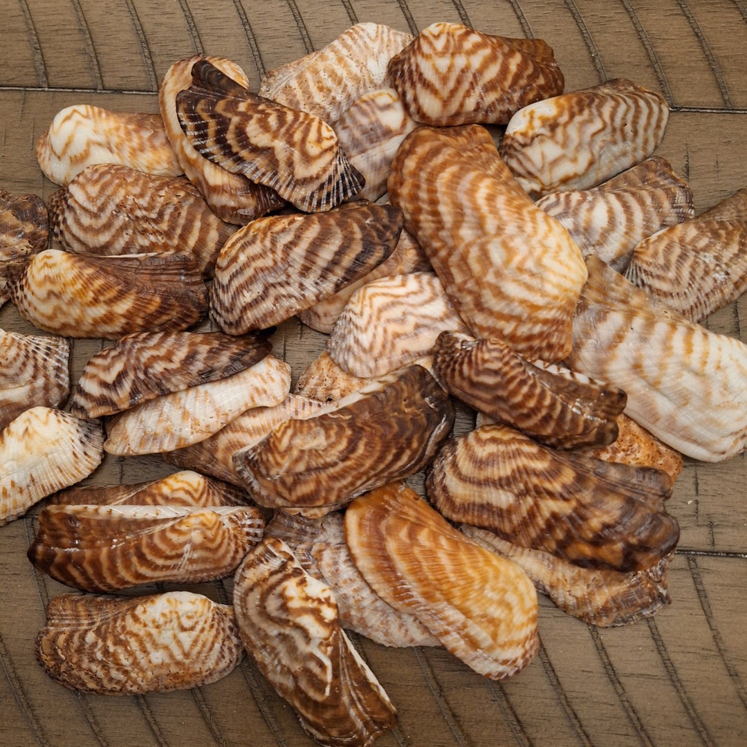 20 Turkey Wing Zig Zag Ark Shells / Seashells - Etsy