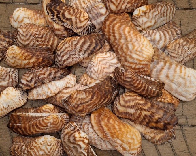 20 Turkey Wing Zig Zag Ark Shells / Seashells - Etsy