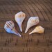 Set of 4 Pear Whelk Shells / Seashells - Etsy