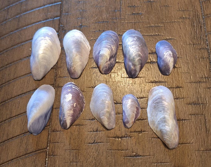 20 Paper Cockle Shells / Seashells - Etsy
