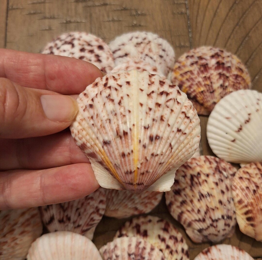 25 Extra Large Calico Scallop Shells / XL Seashells / Bulk / Crafts - Etsy
