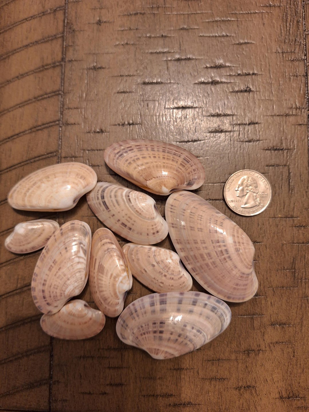 10 Matched Sets Small Sunray Venus Clam Shells - Etsy