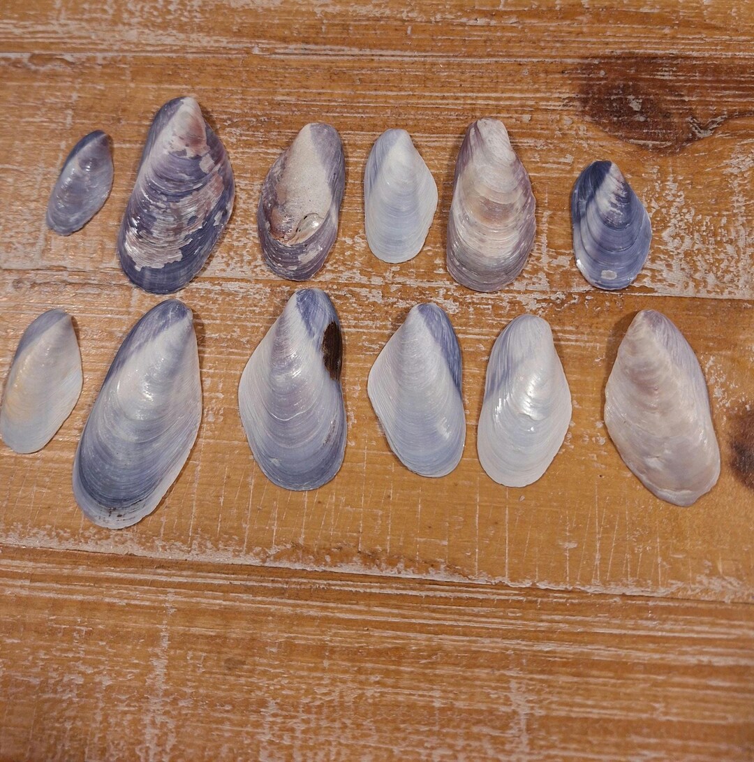 10 Mussel Shells / Seashells / Bulk / Crafts - Etsy