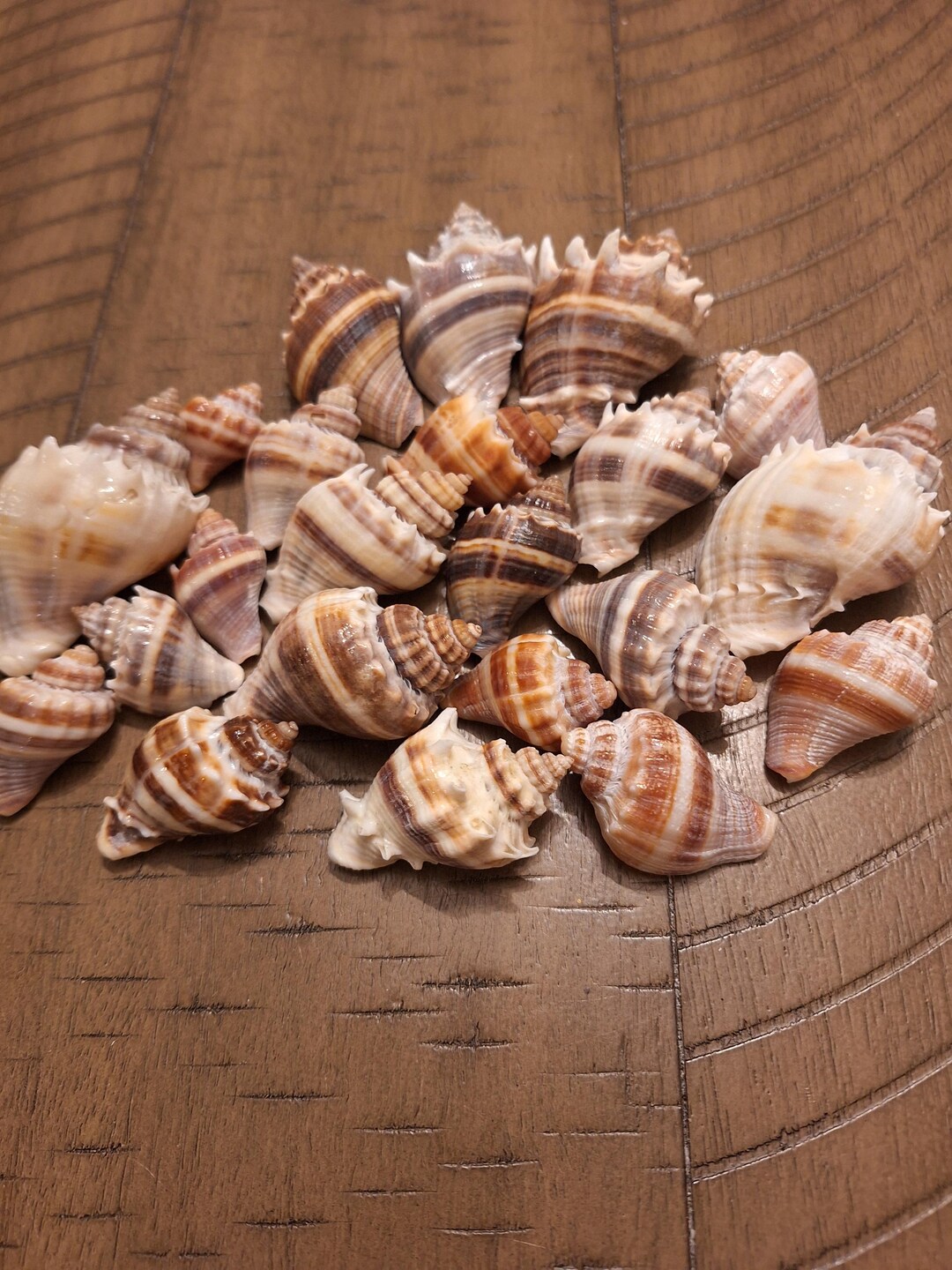 8 King Crown Conch Shells / Seashells - Etsy