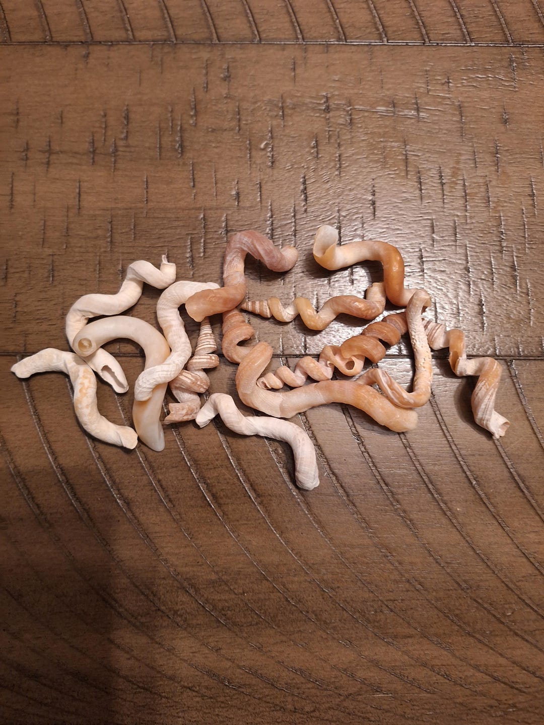 15 Worm Snail Shells / Seashells - Etsy
