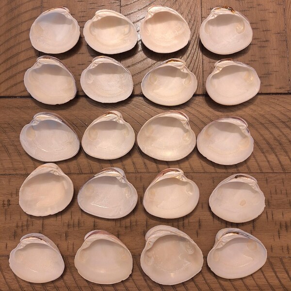 Quahog Shell - Etsy