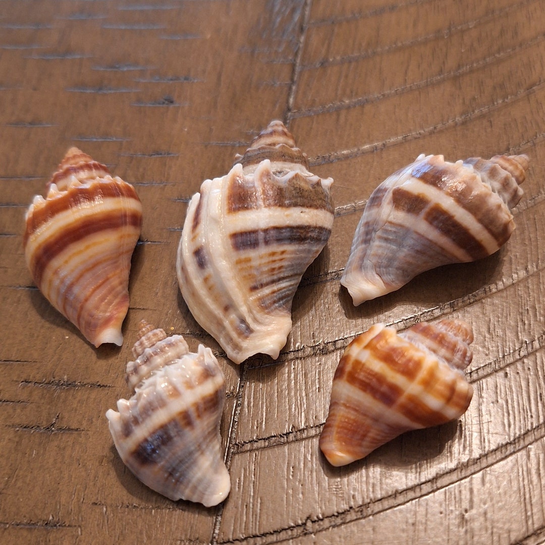 5 King Crown Conch Shells / Seashells - Etsy