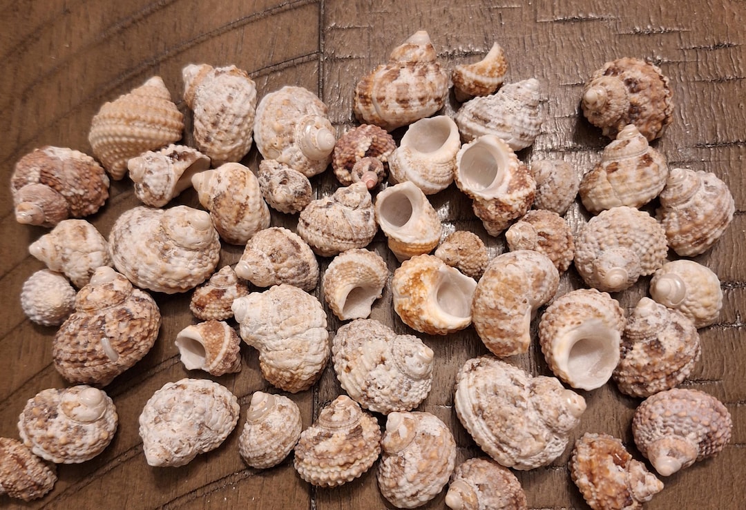 30 Chestnut Turban Shells / Seashells / Bulk / Crafts - Etsy