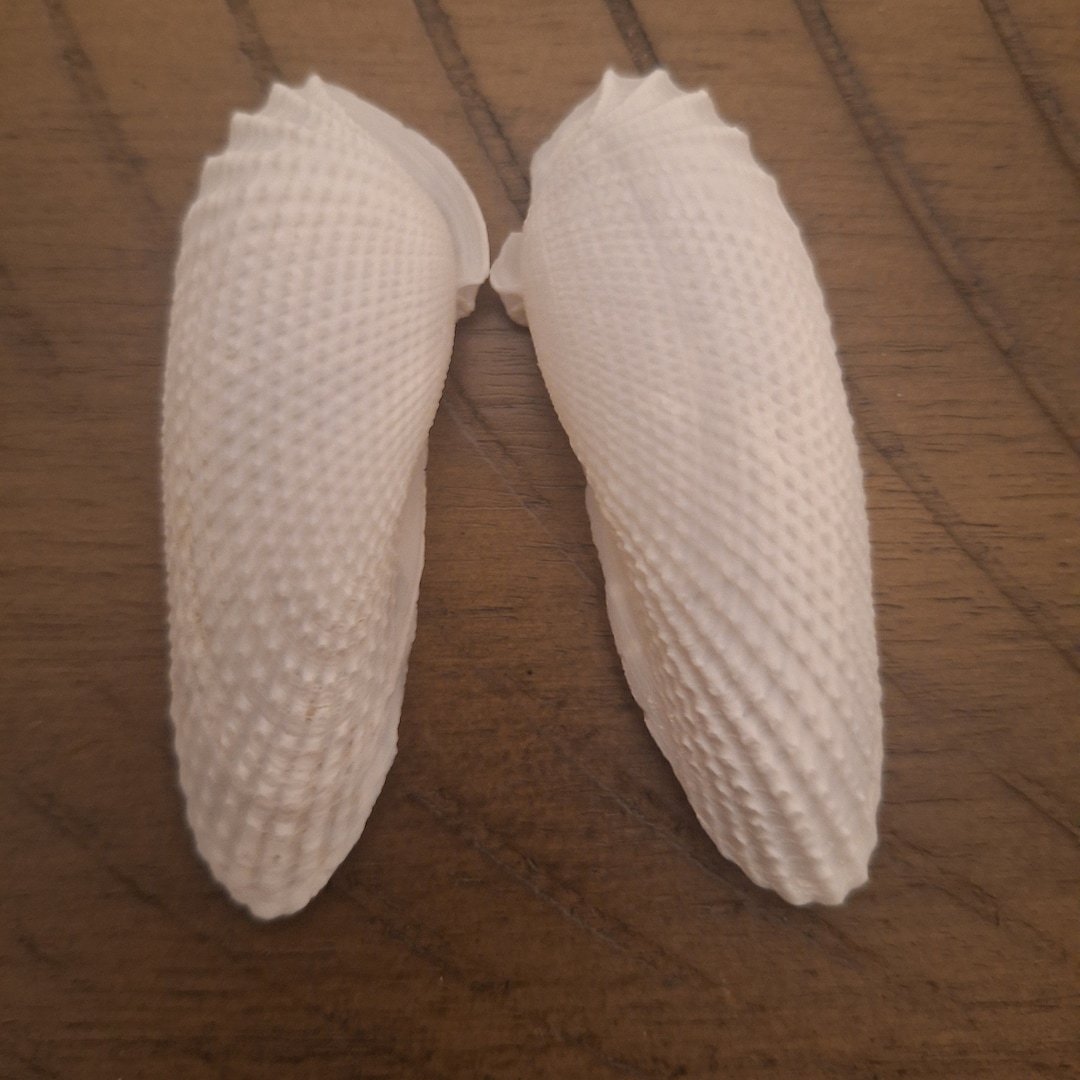 Angel Wing Shell Pair - Etsy
