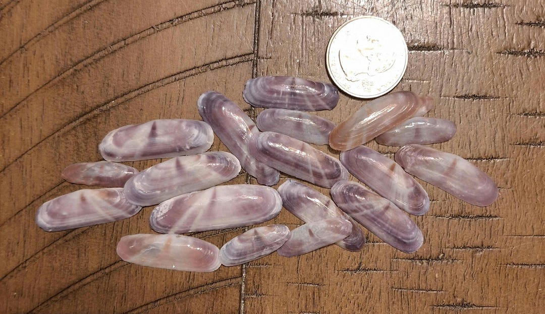 10 Purplish Tagelus Shells / Seashells - Etsy